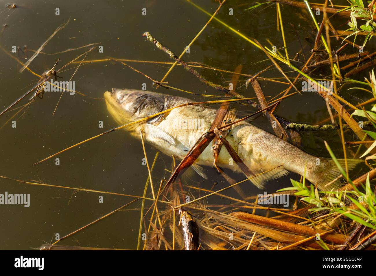 Dead rotten fish on shore of polluted lake. The fish cannot withstand ...