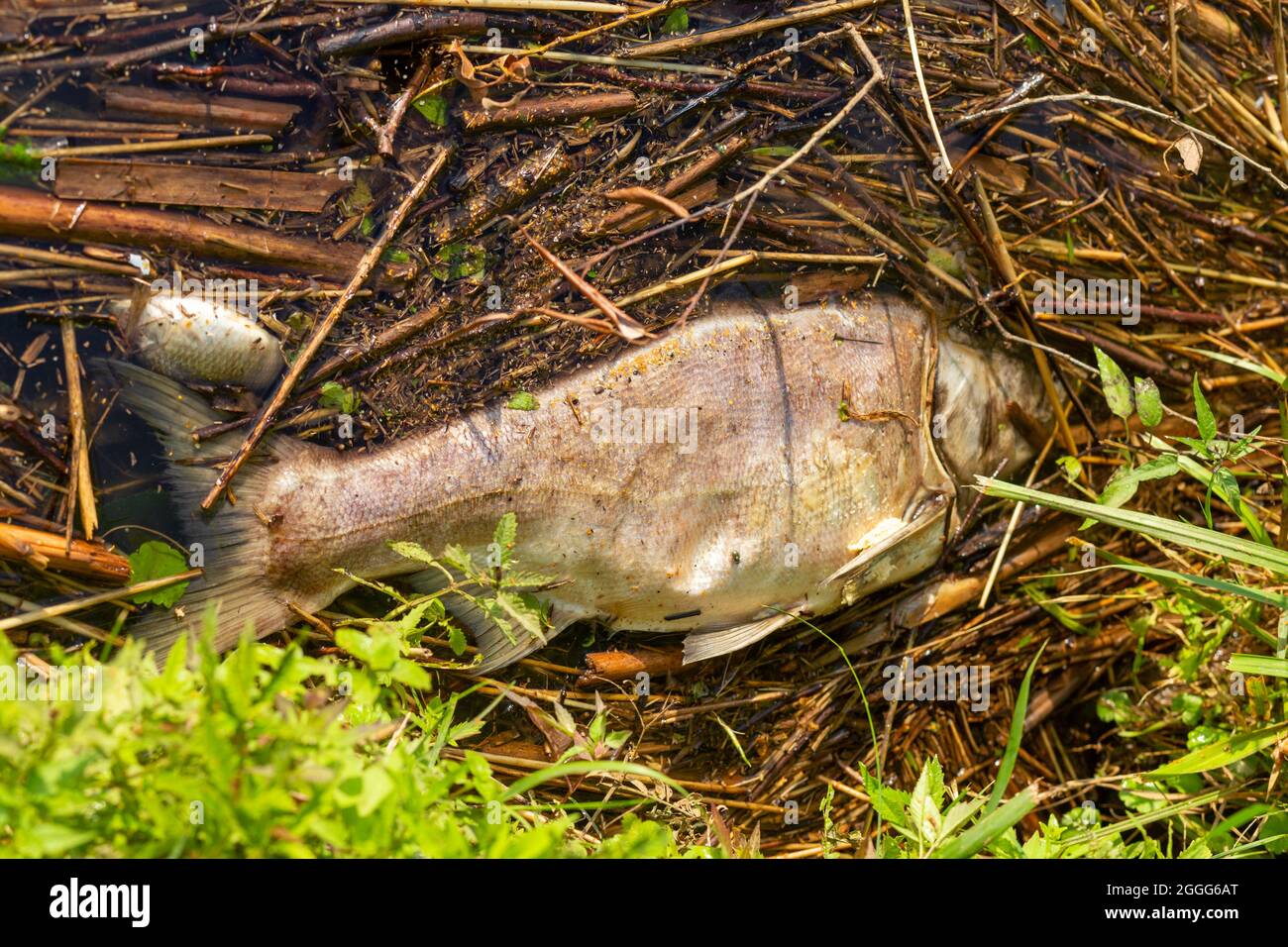 Dead rotten fish on shore of polluted lake. The fish cannot withstand ...
