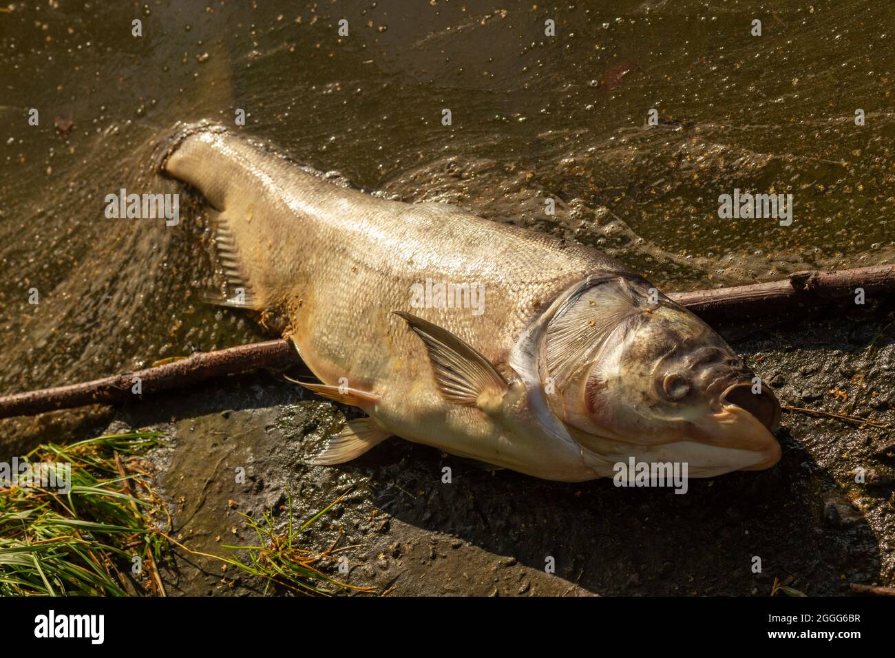 Dead rotten fish on shore of polluted lake. The fish cannot withstand ...
