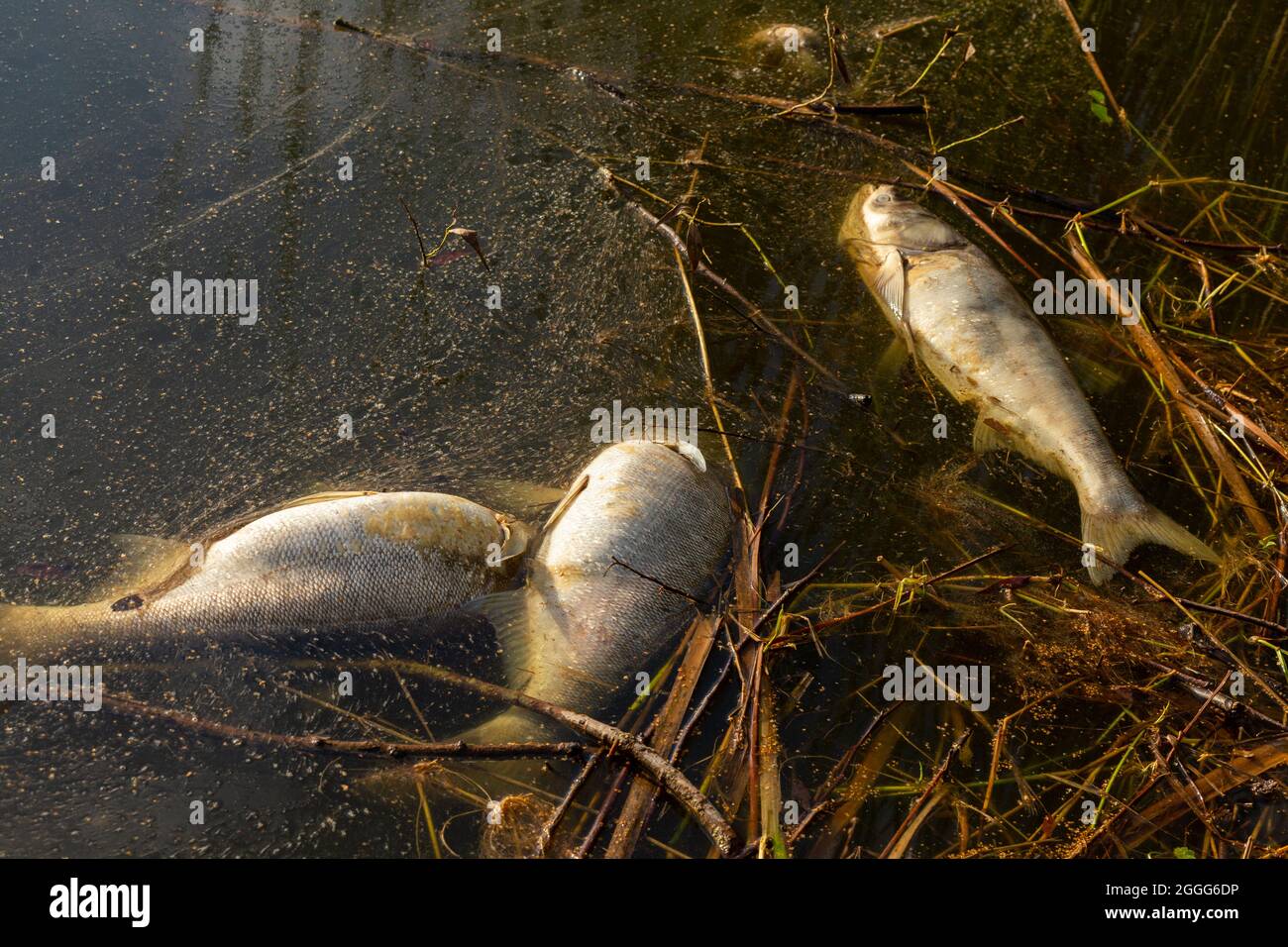 Rotten fish hi-res stock photography and images - Alamy