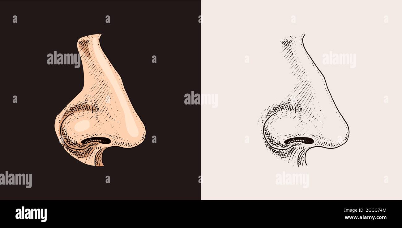 Human nose. Sense organ anatomy illustration. engraved hand drawn in ...