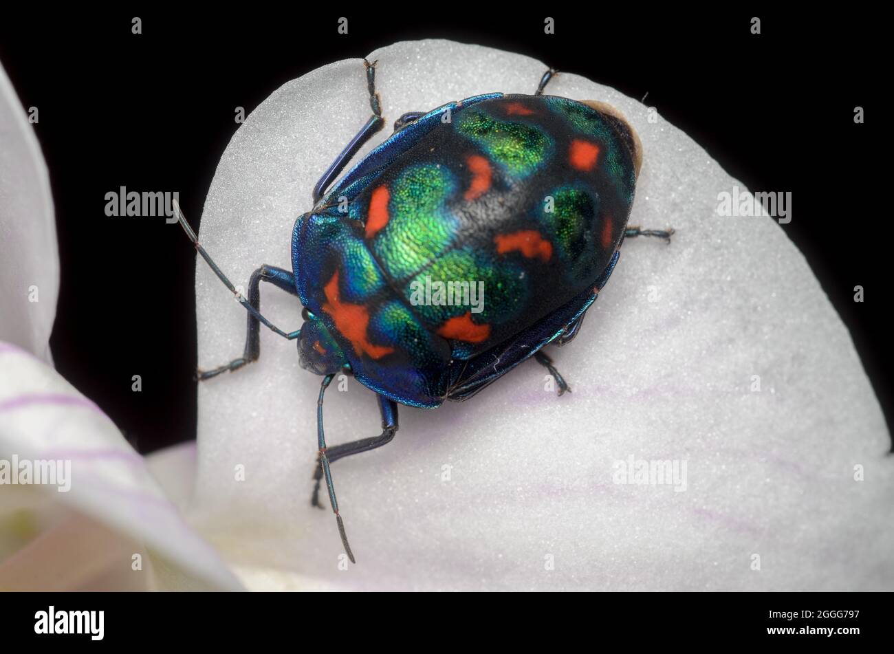 Harlequin bug hi-res stock photography and images - Alamy