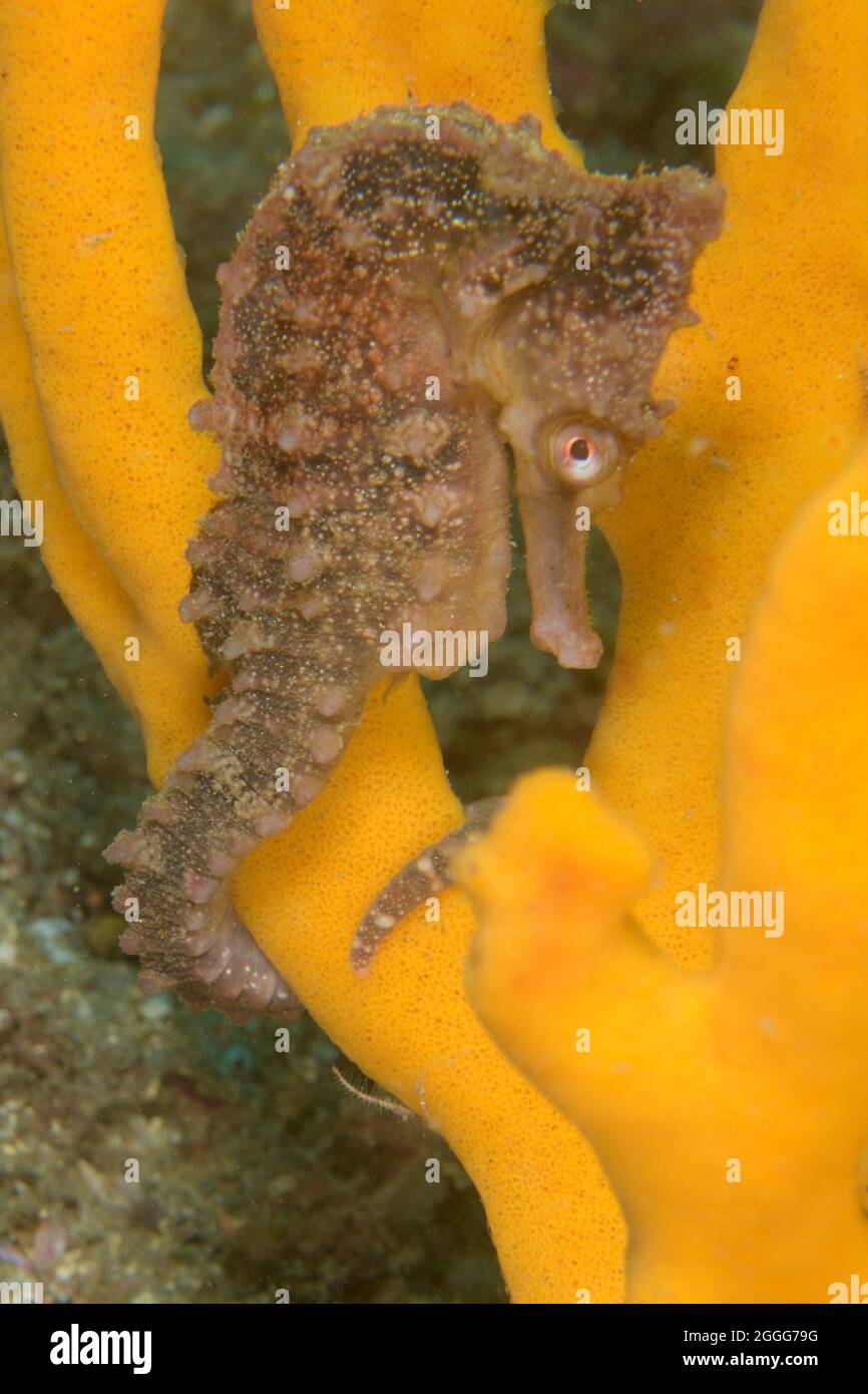 White Seahorse Nemos Reef