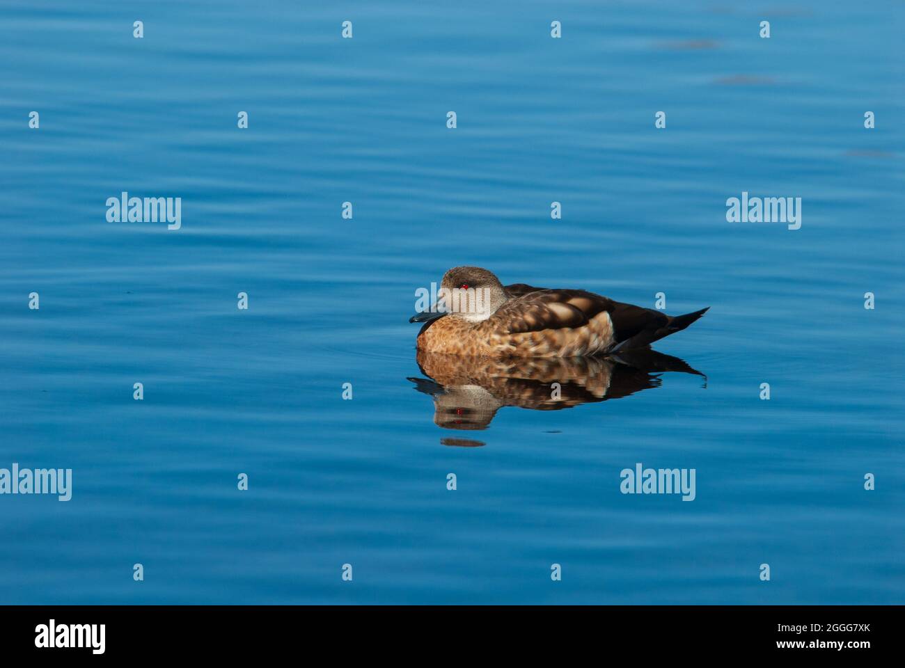 Andes ducks hi-res stock photography and images - Alamy