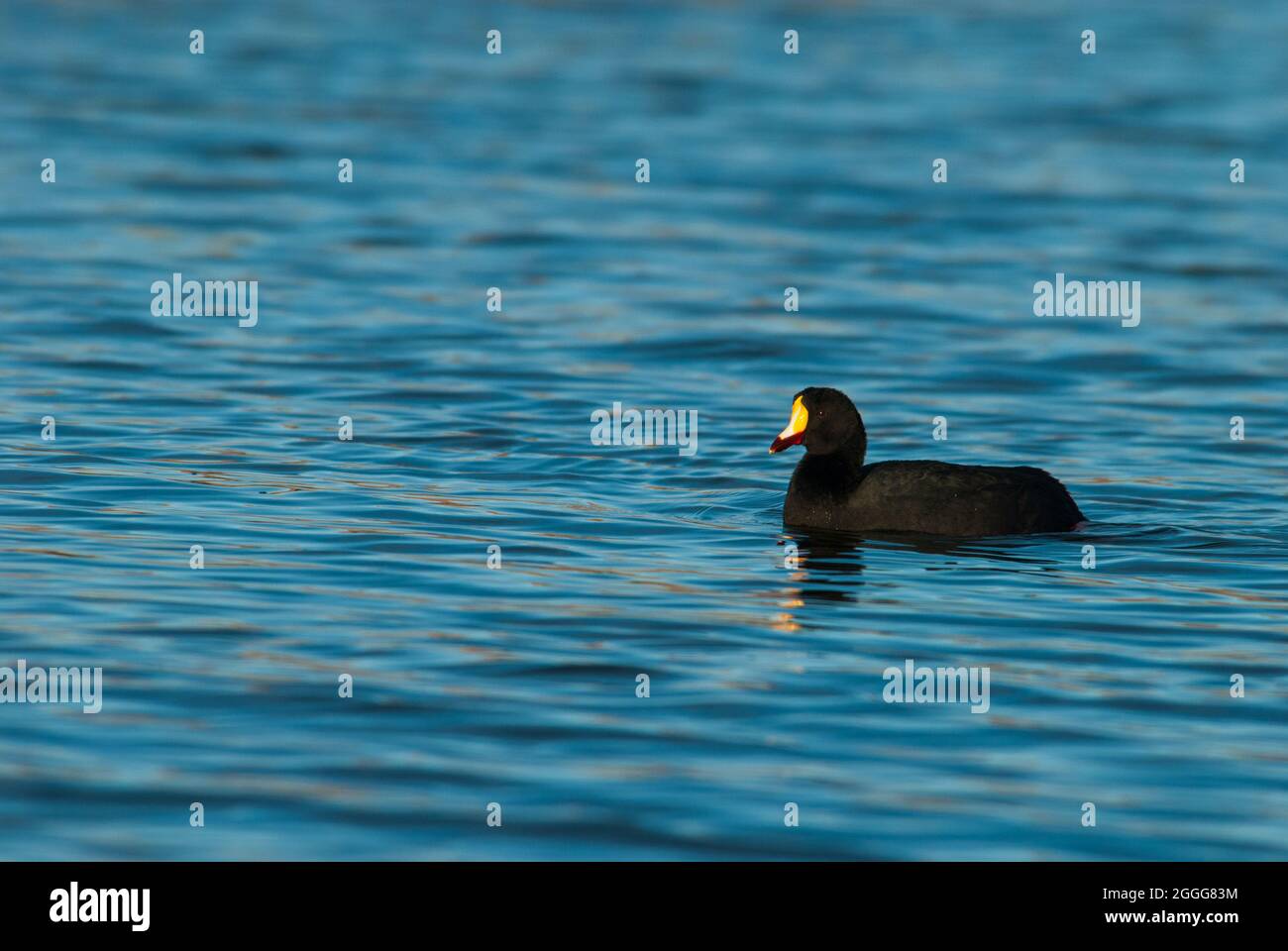 Giant Coot on Andean lake Stock Photo - Alamy