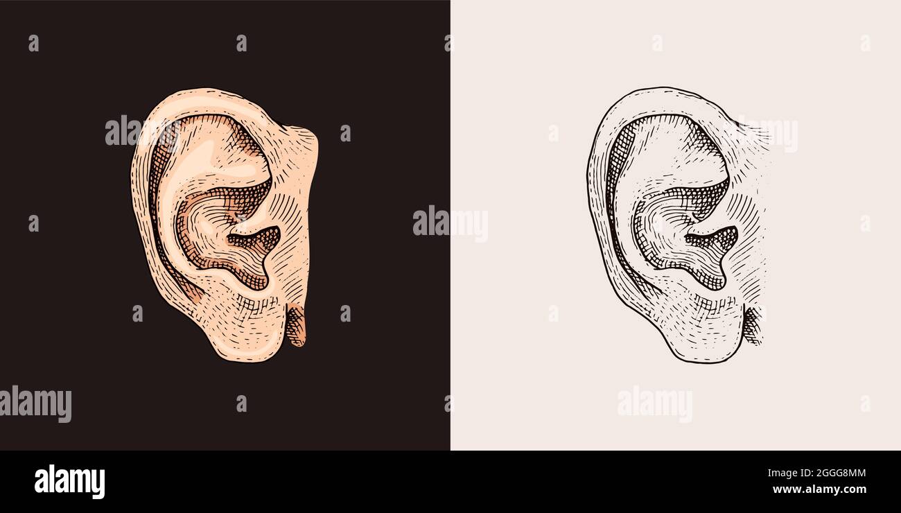 Hand Drawn Ear Sketch Symbol. Vector Listen Element In Trendy Style ...