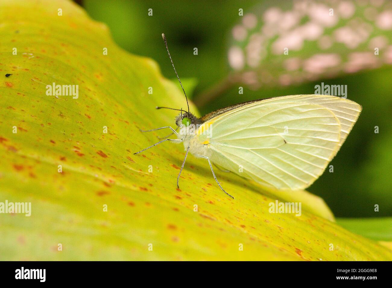 Detail of butterfly on leaf hi-res stock photography and images - Alamy