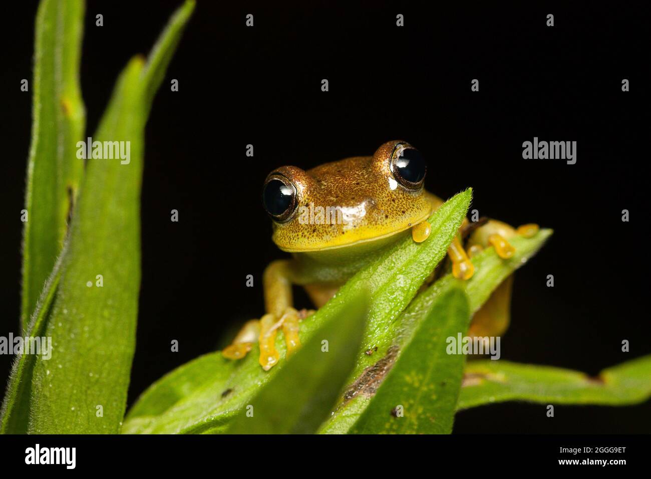 Frog on green plant leaf against a black background with free space for ...