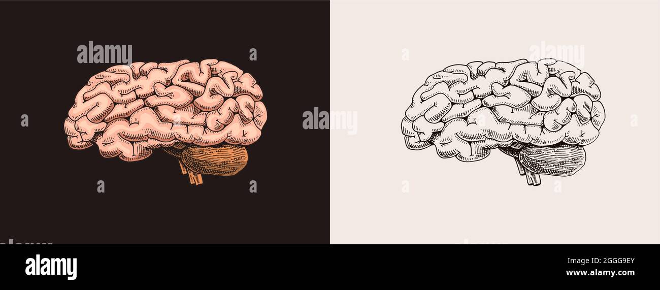 Medicine anatomy brain woodcut hi-res stock photography and images - Alamy