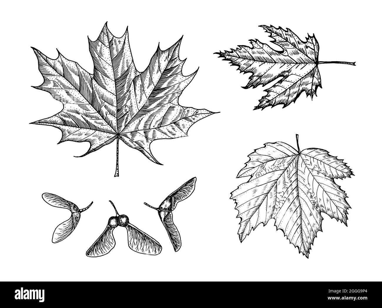 Maple leaf. Autumn leaves in a sketch style. Vector illustration ...