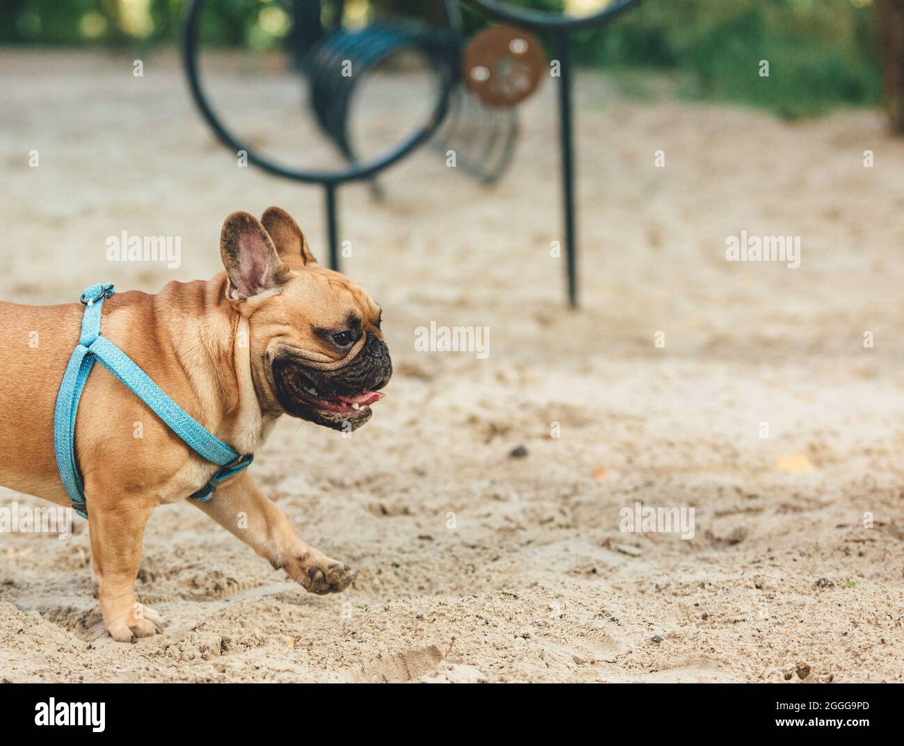 Funny french puppy bulldog outside. Adorable orange bulldog in blue ...