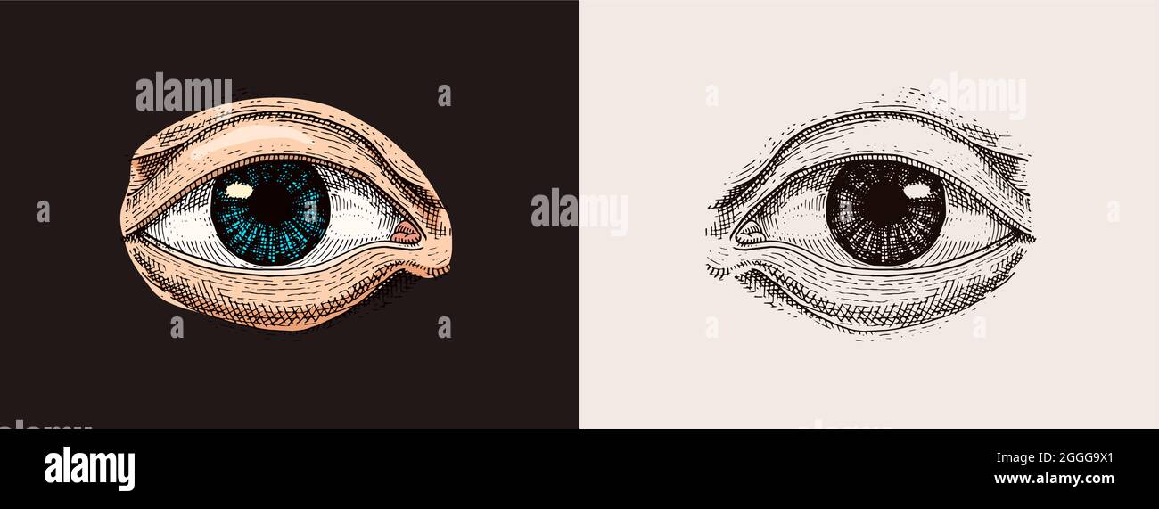 Human biology, organs anatomy illustration. engraved hand drawn in old ...