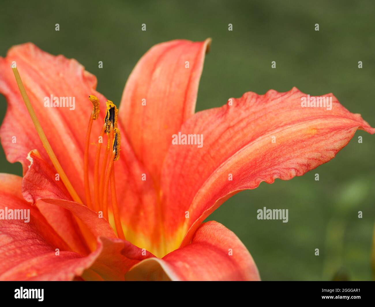 Gynoecium hi-res stock photography and images - Alamy