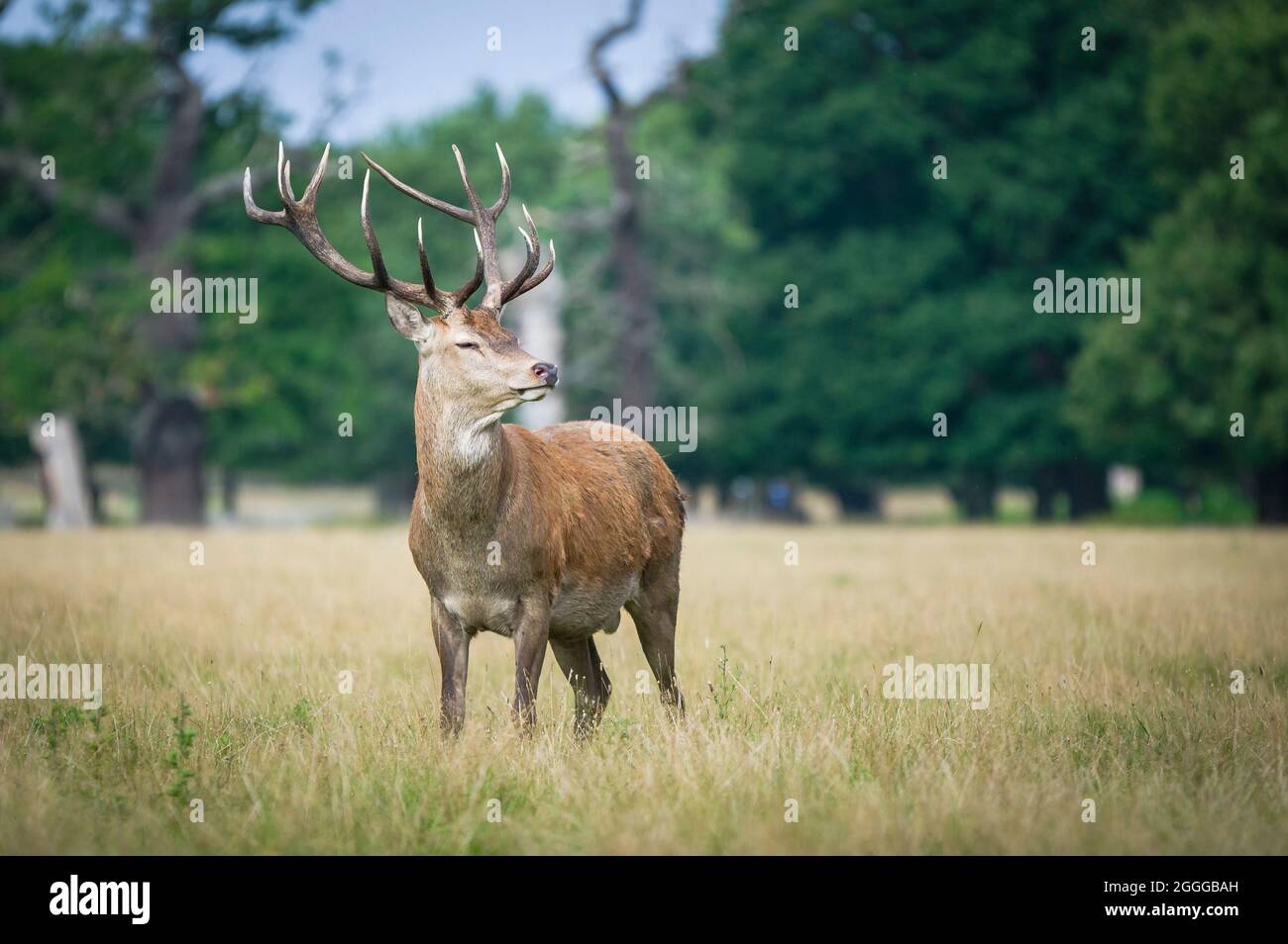 Most beautiful deer hi-res stock photography and images - Alamy