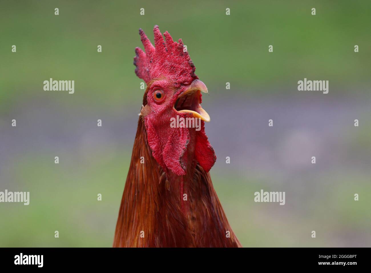 Rooster crowing in a farmyard close up on the head Stock Photo - Alamy