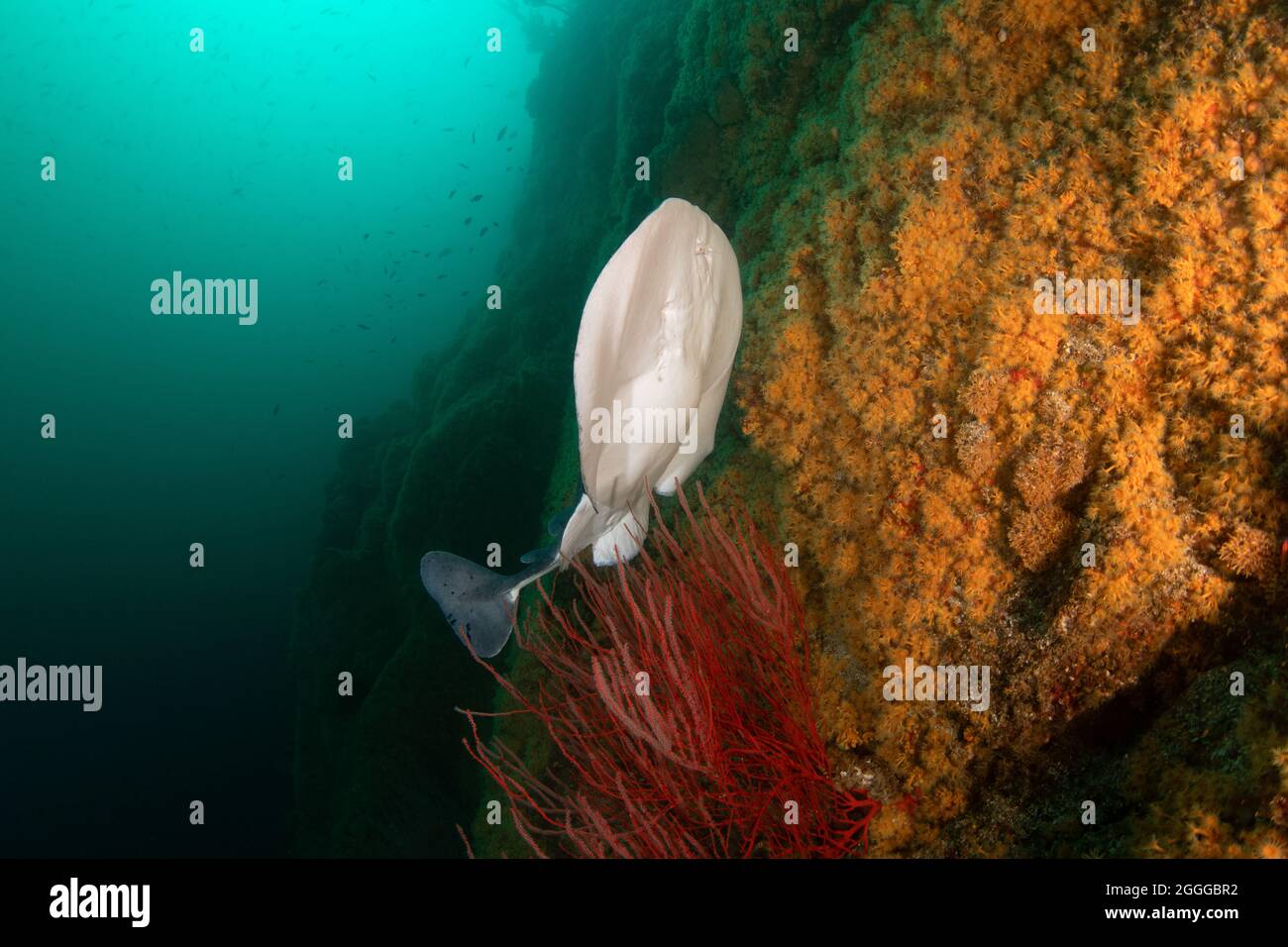 Pacific electric hi-res stock photography and images - Alamy