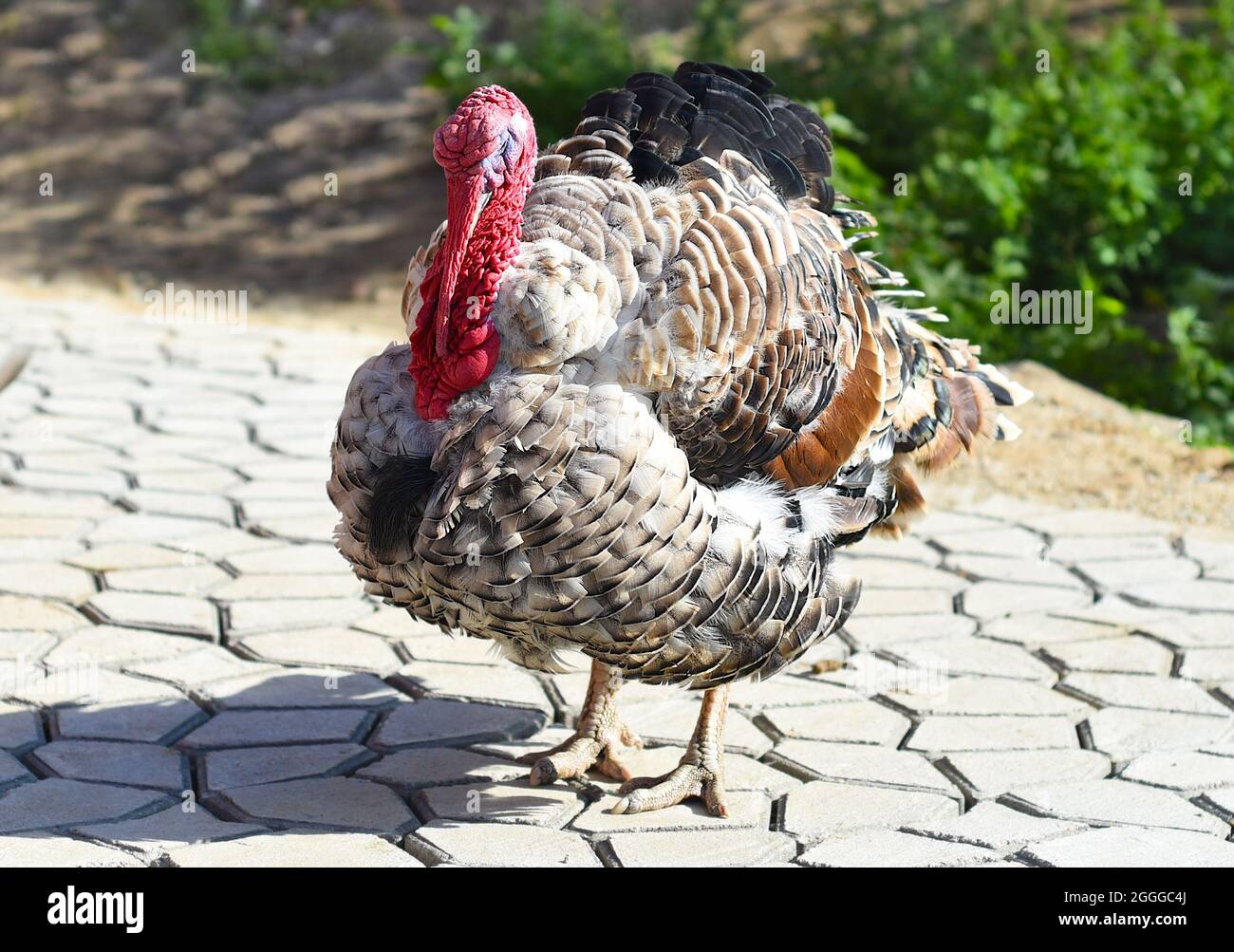 Turkey walking outside close up Stock Photo - Alamy