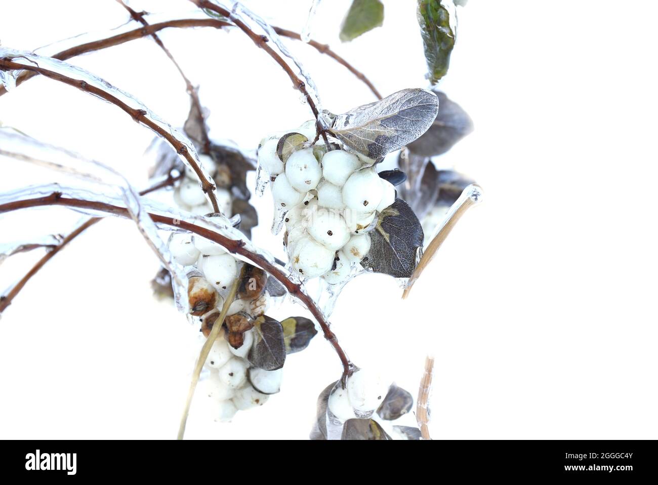 Frozen snowberry hi-res stock photography and images - Alamy