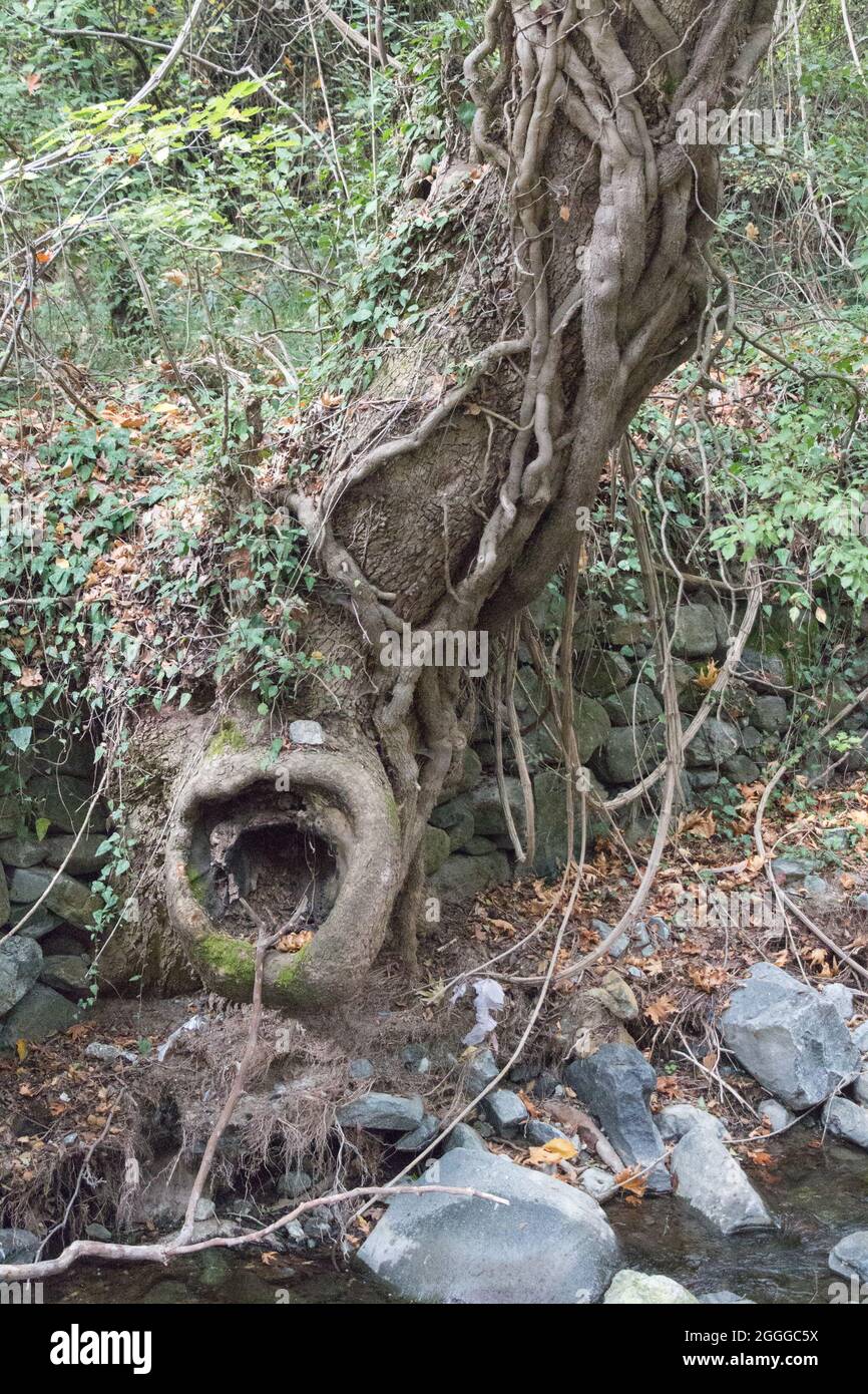 The view of bizarre shaped trunk tree in a forest Stock Photo - Alamy