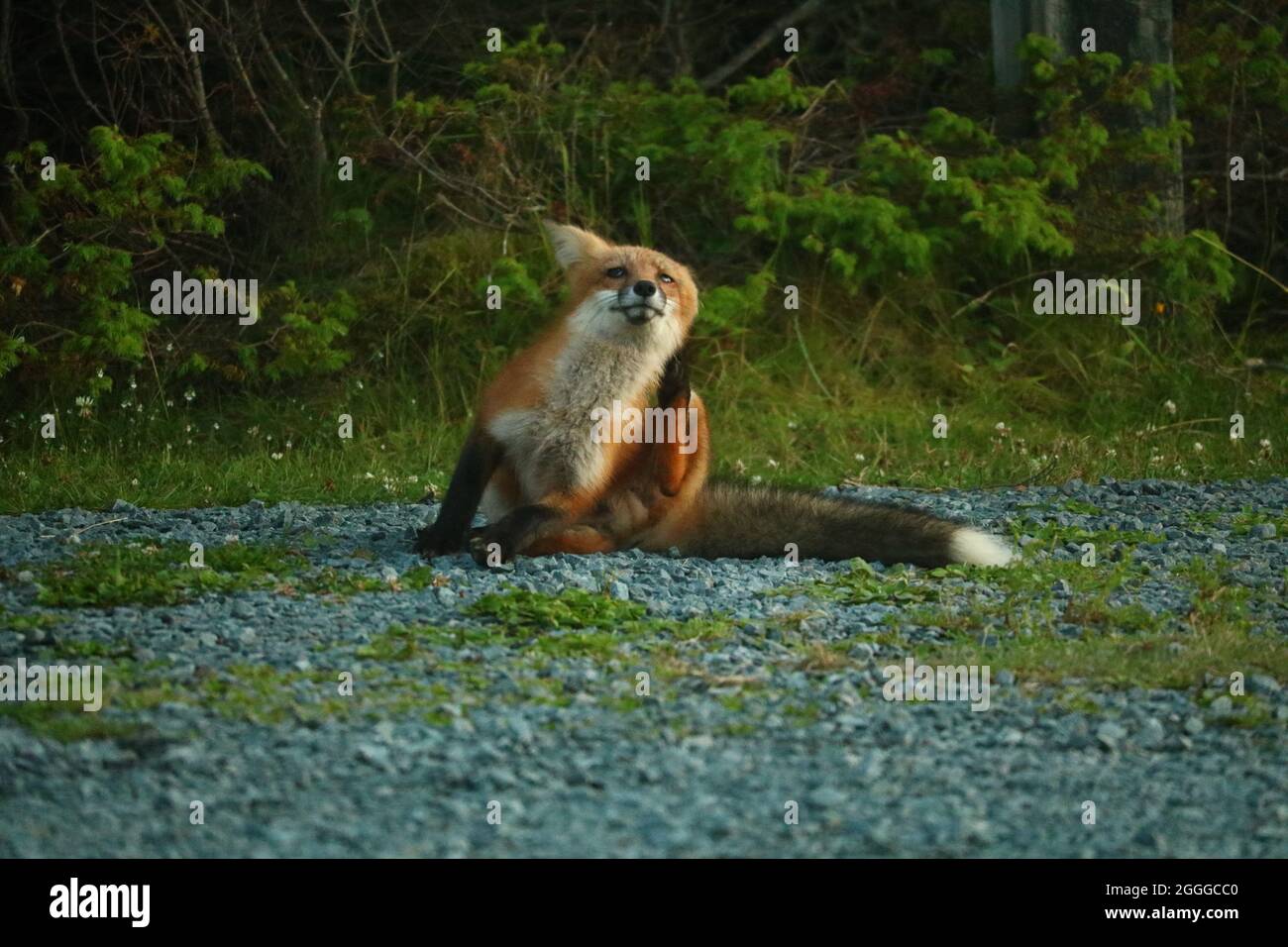 Fox scratching at Martinique Beach Provincial Park Stock Photo - Alamy