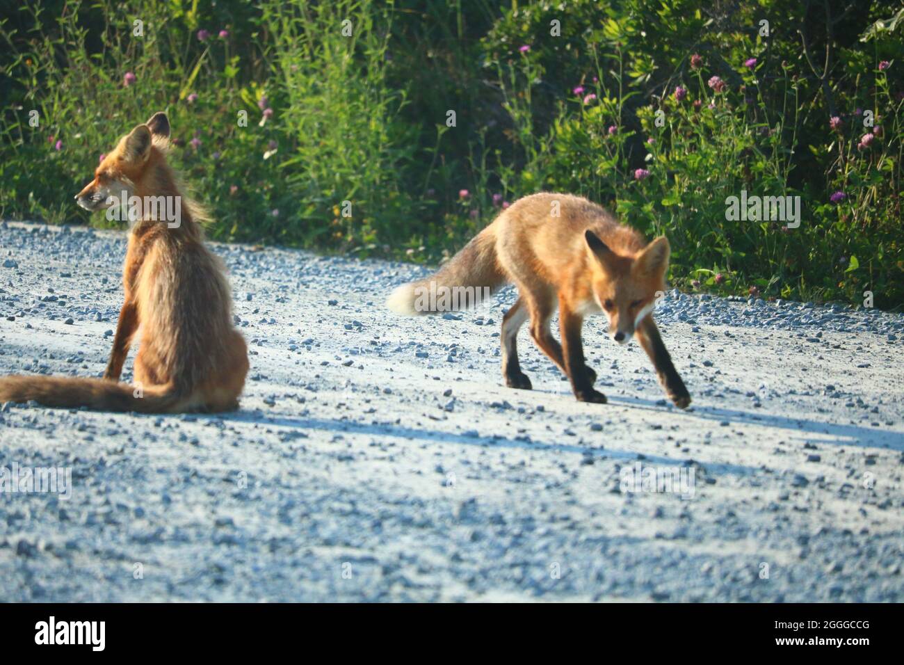 Fox playing at Martinique Beach Provincial Park Stock Photo - Alamy