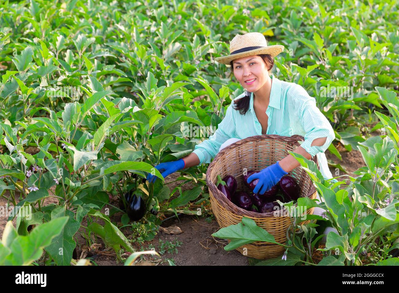 Happy Asian female farmer harvesting eggplants at farm plantation Stock ... Happy Asian female farmer harvesting eggplants at farm plantation Stock ...