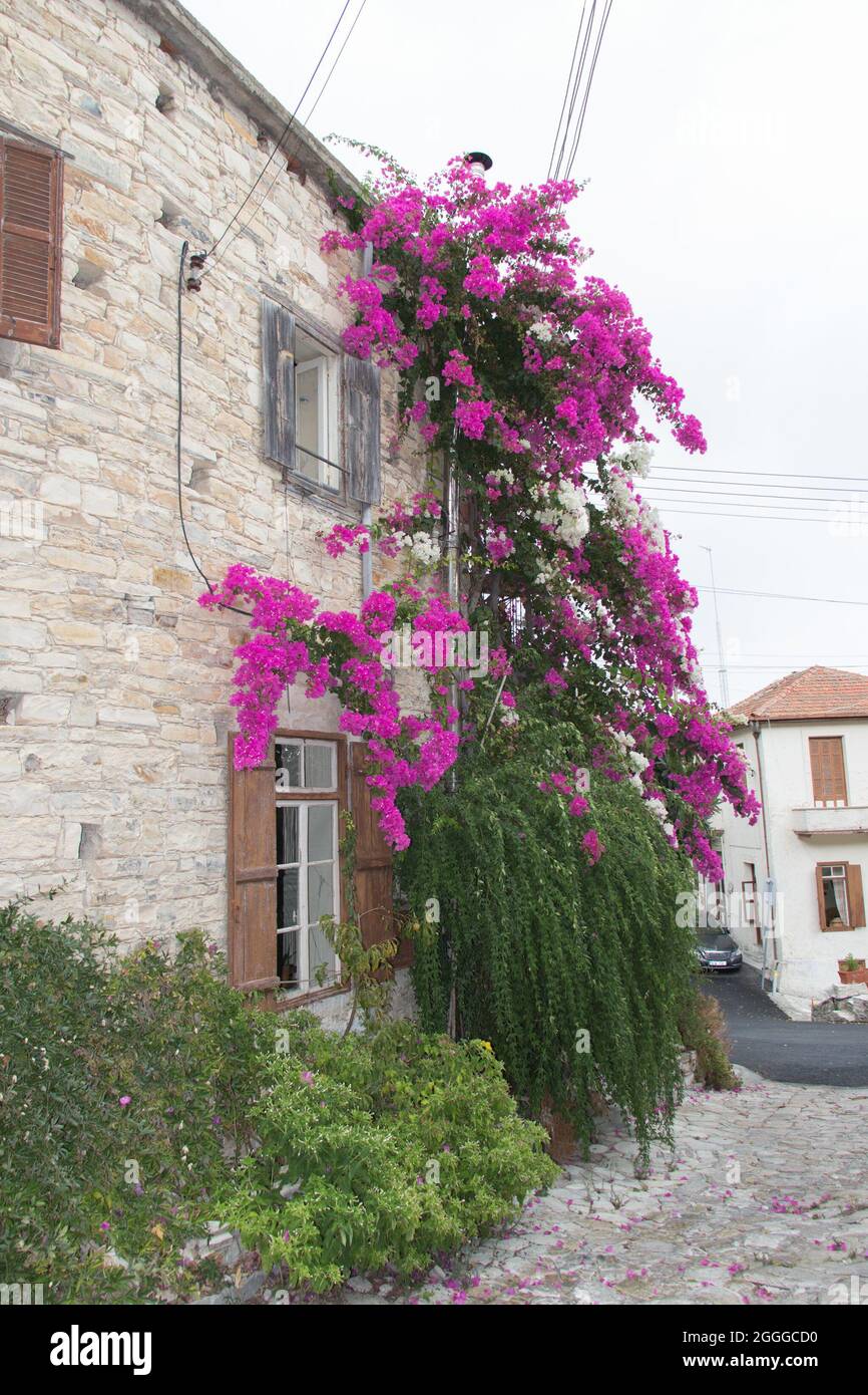 Pano Lefkara, Cyprus - October 14 2019: the view of climbing pink ...