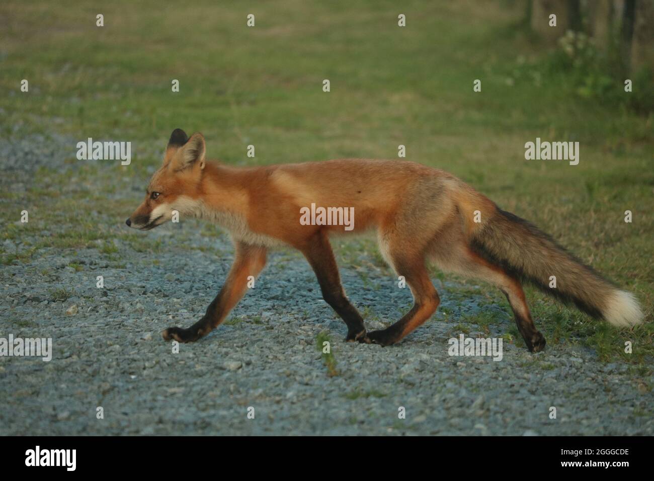 Red Fox at Martinique Beach Provincial Park, Nova Scotia Stock Photo ...