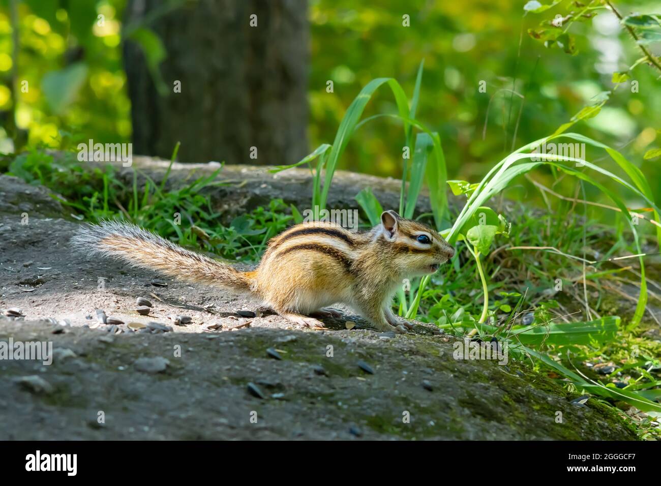 red brown Siberian chipmunk with black stripes Stock Photo - Alamy