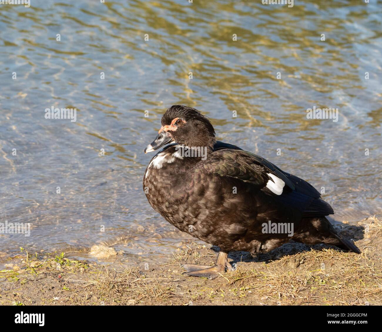 Juvenile muscovy duck hi-res stock photography and images - Alamy