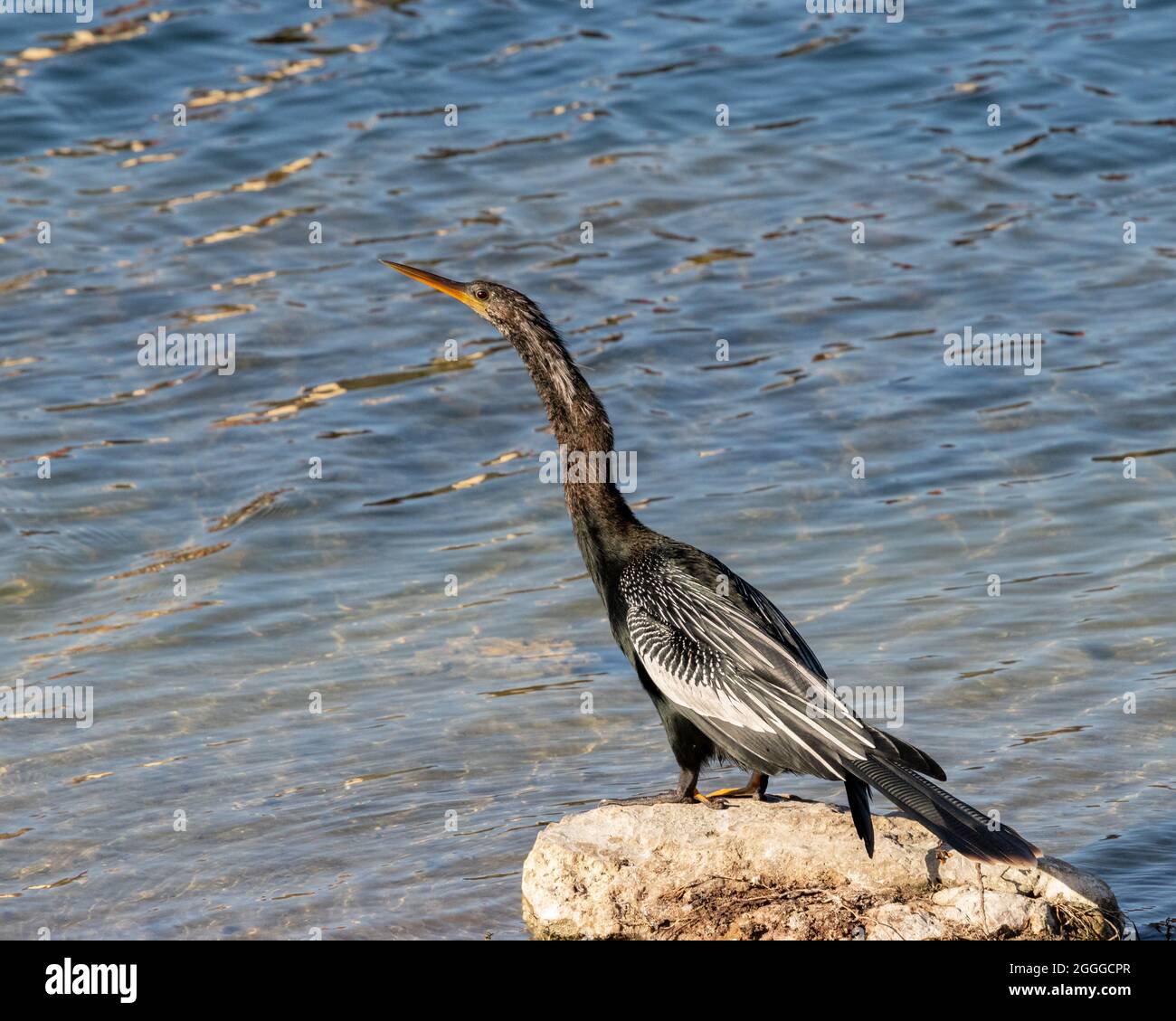 An Anhinga stands on a rock over local lake. Also called "Snake Birds ...