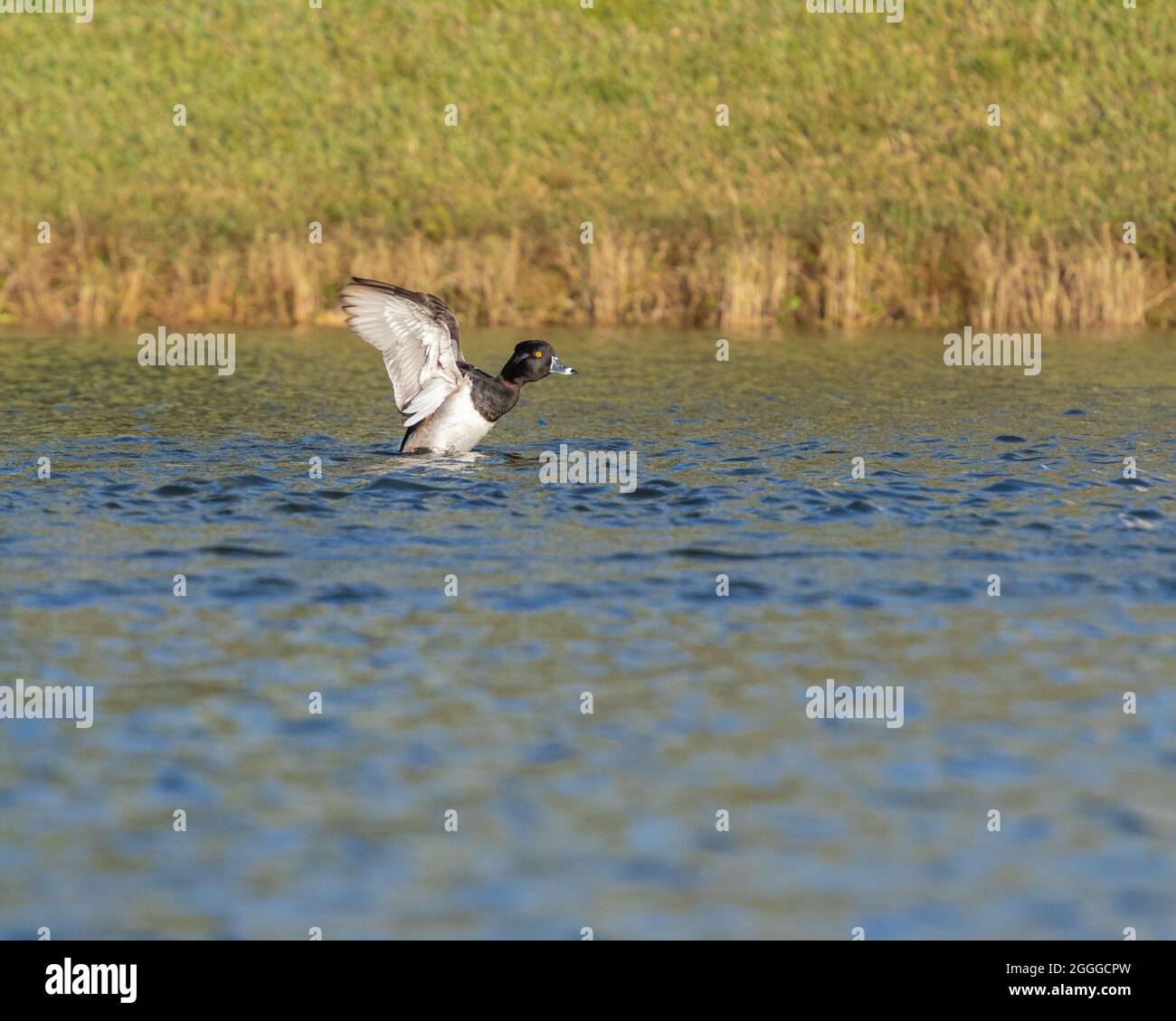 Ring-necked Duck flapping its wings at local pond. Ring-necked Ducks ...