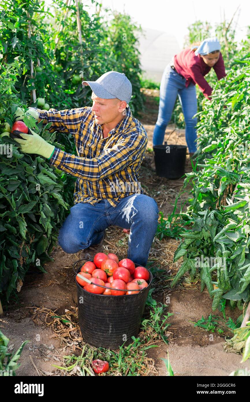 Tomato picker hi-res stock photography and images - Alamy