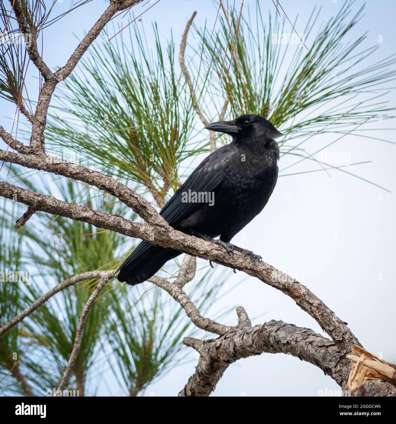 American crow beak hi-res stock photography and images - Alamy