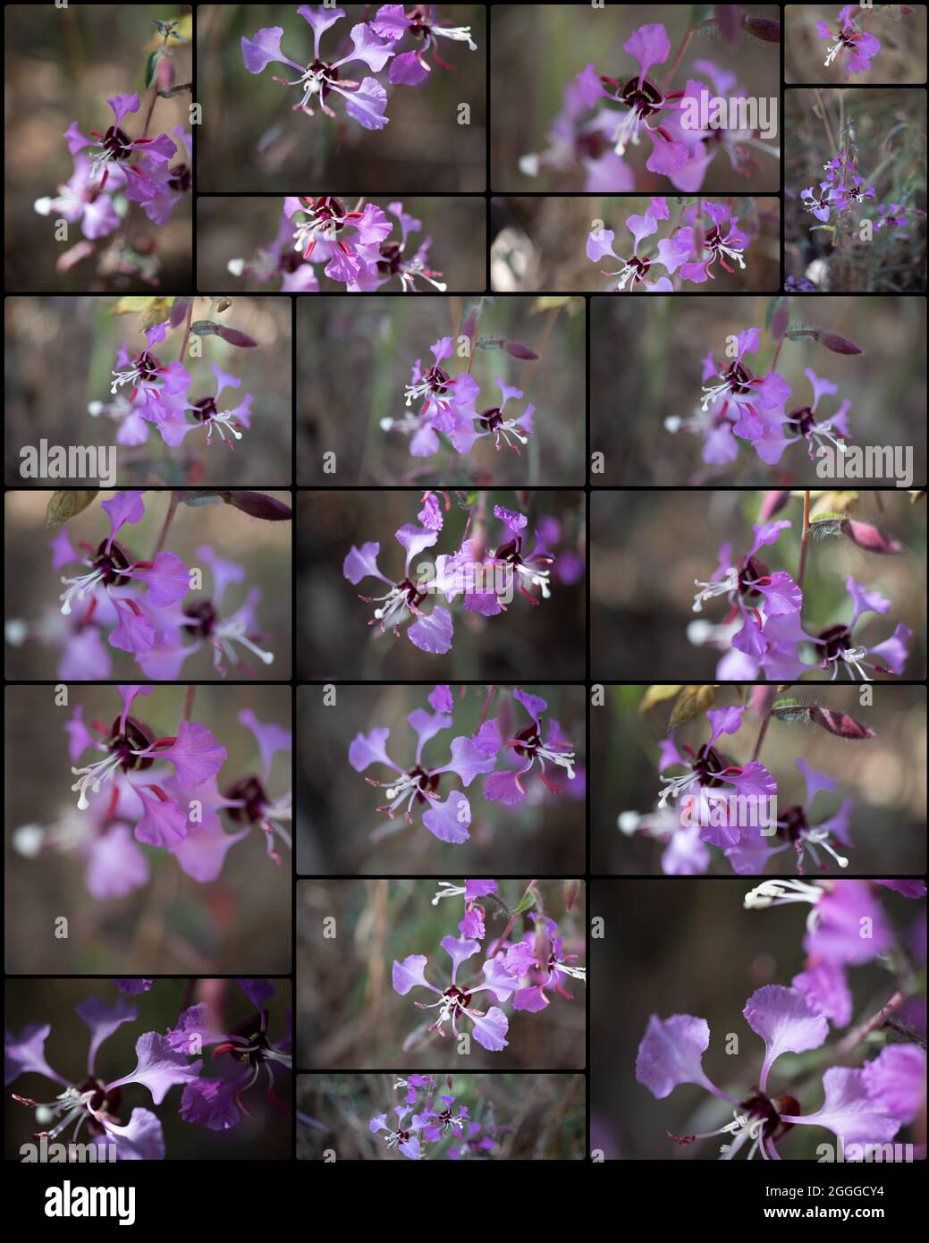 Indigenous seasons hi-res stock photography and images - Alamy