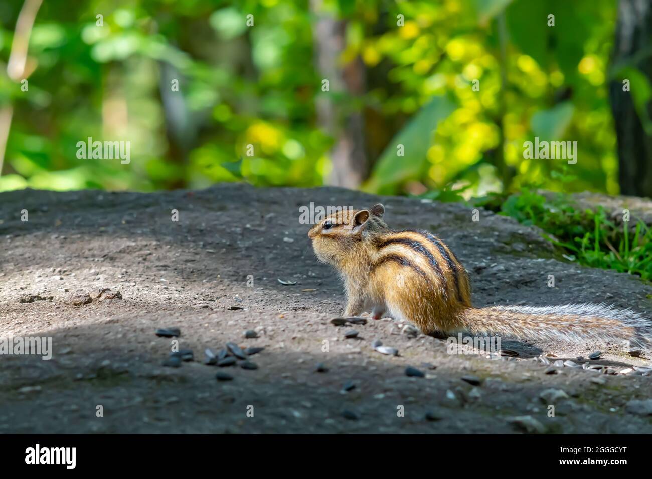 red brown Siberian chipmunk with black stripes Stock Photo - Alamy