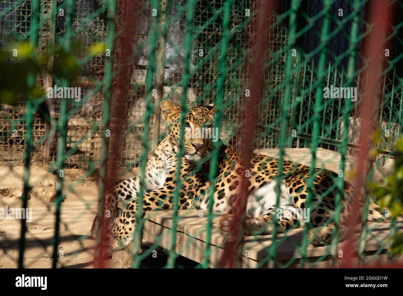Leopard Siting High Resolution Stock Photography and Images - Alamy