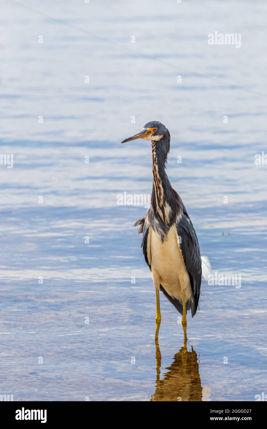 Tricolored Heron standing in the shallows waiting for prey Stock Photo ...
