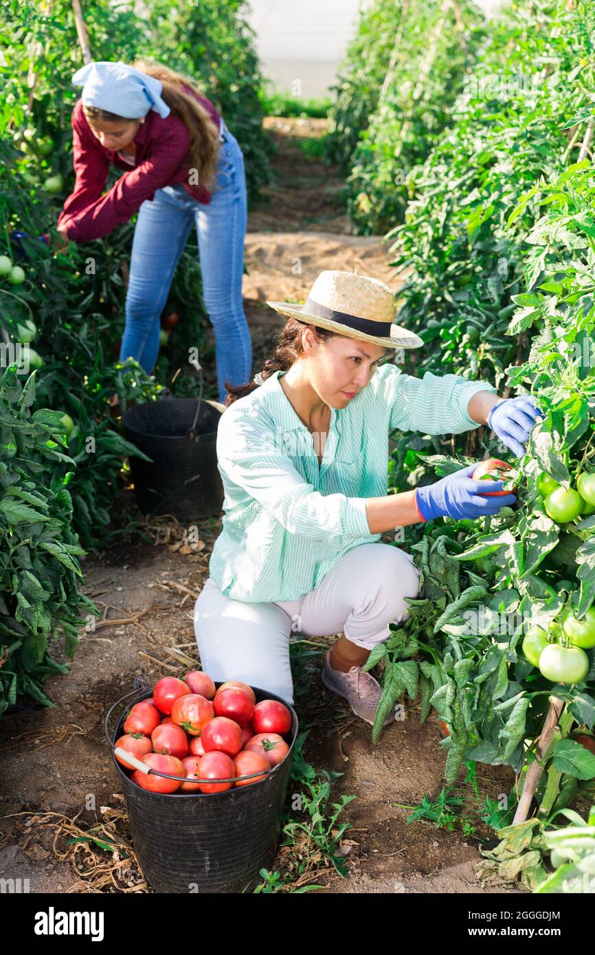 Tomato picker hi-res stock photography and images - Alamy