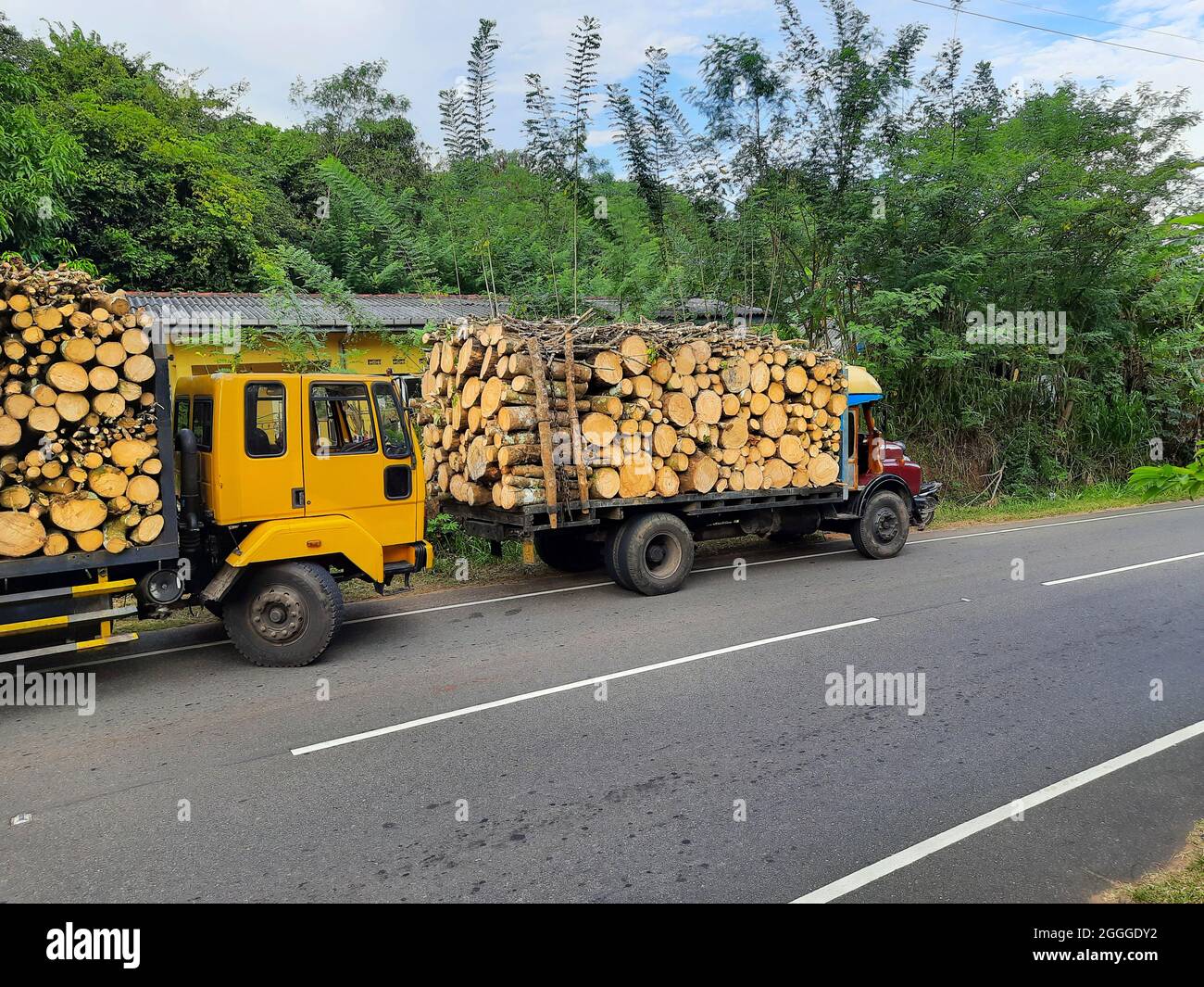 Two lorries loaded with timber Stock Photo - Alamy