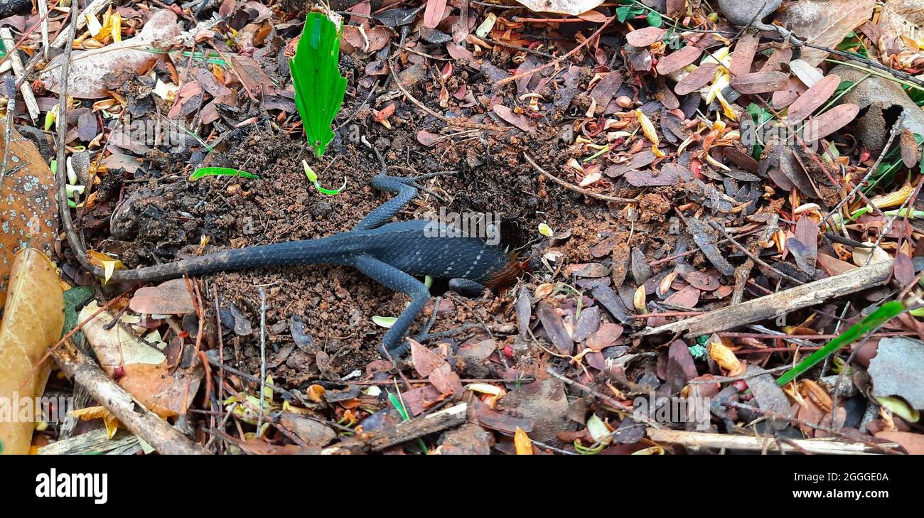 A female lizard is digging a hole to lay its eggs Stock Photo - Alamy