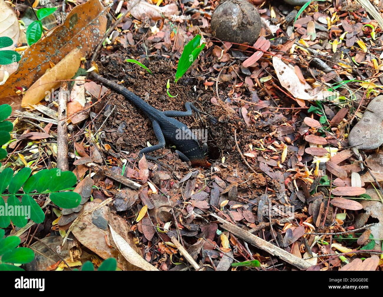 A female lizard is digging a hole to lay its eggs Stock Photo - Alamy