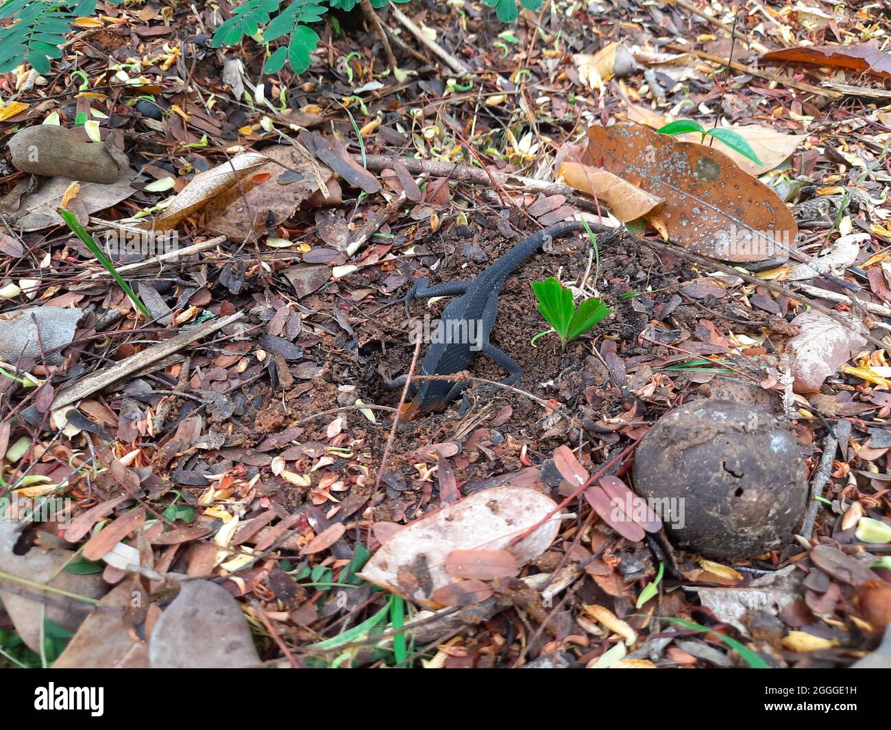 A female lizard is digging a hole to lay its eggs Stock Photo - Alamy