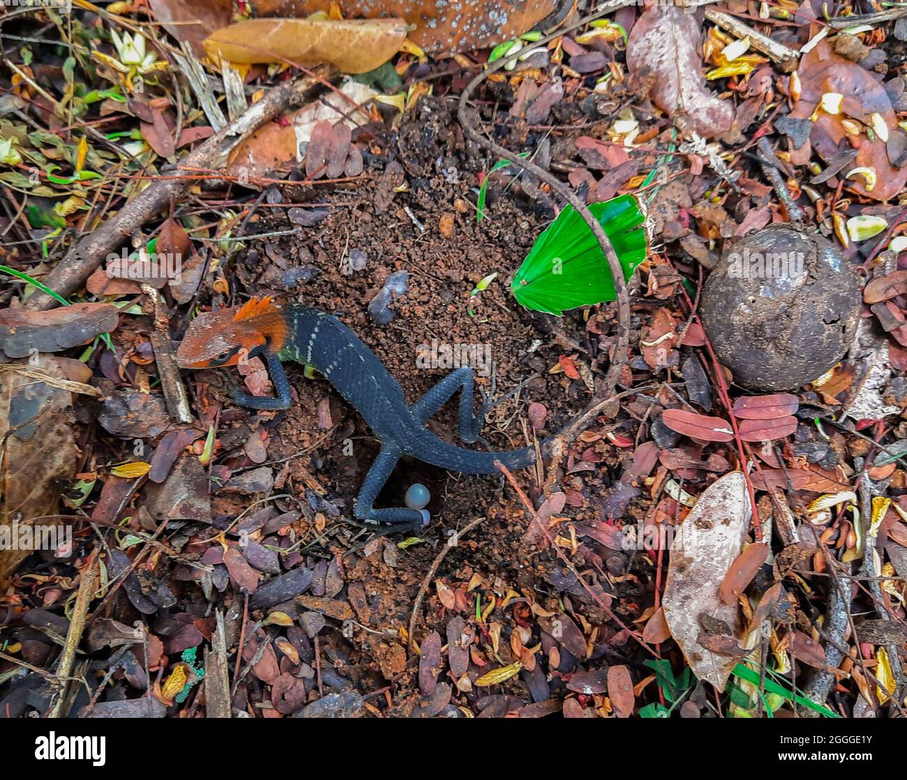 A very rare sight of a female lizard laying eggs Stock Photo - Alamy