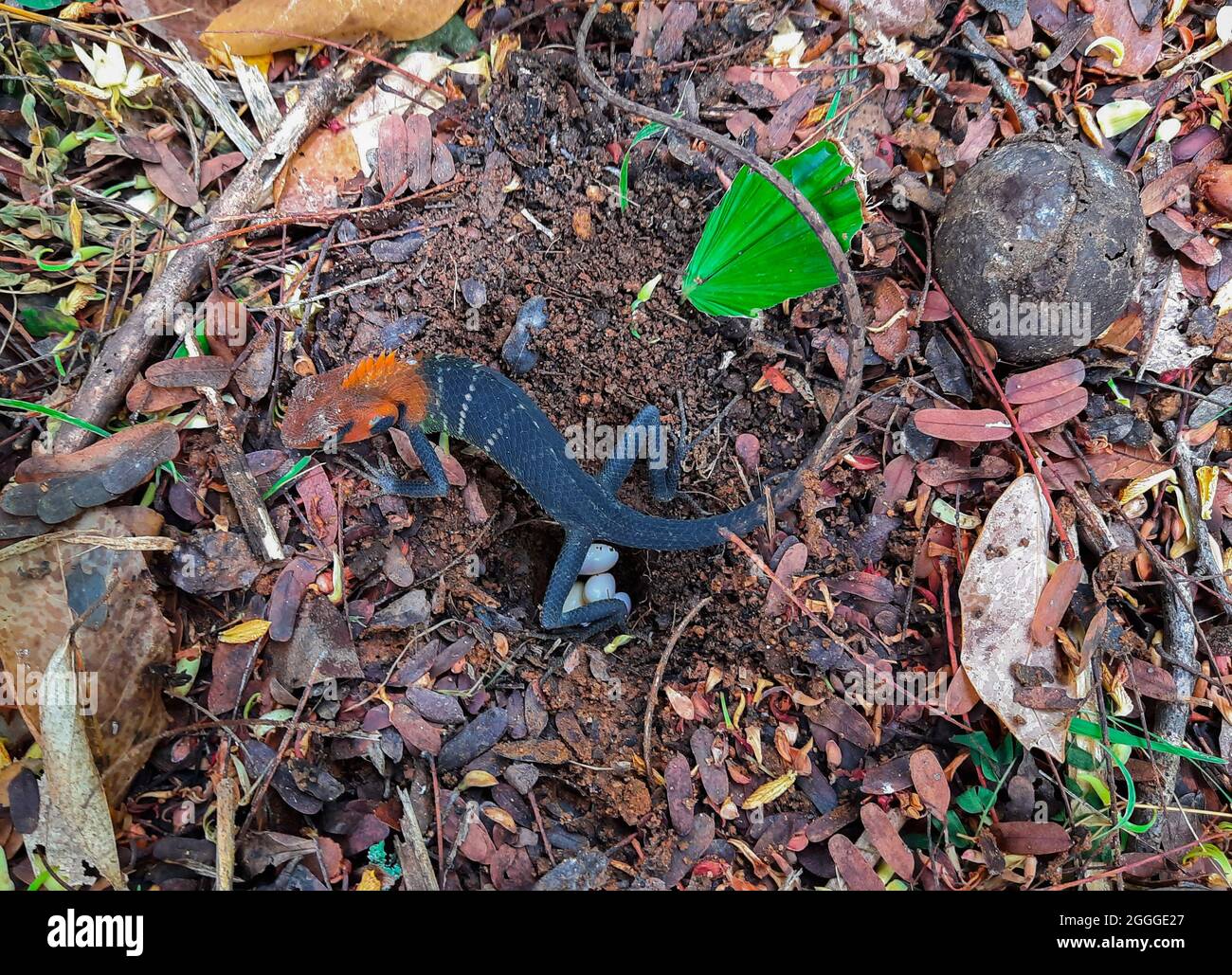 A very rare sight of a female lizard laying eggs Stock Photo - Alamy