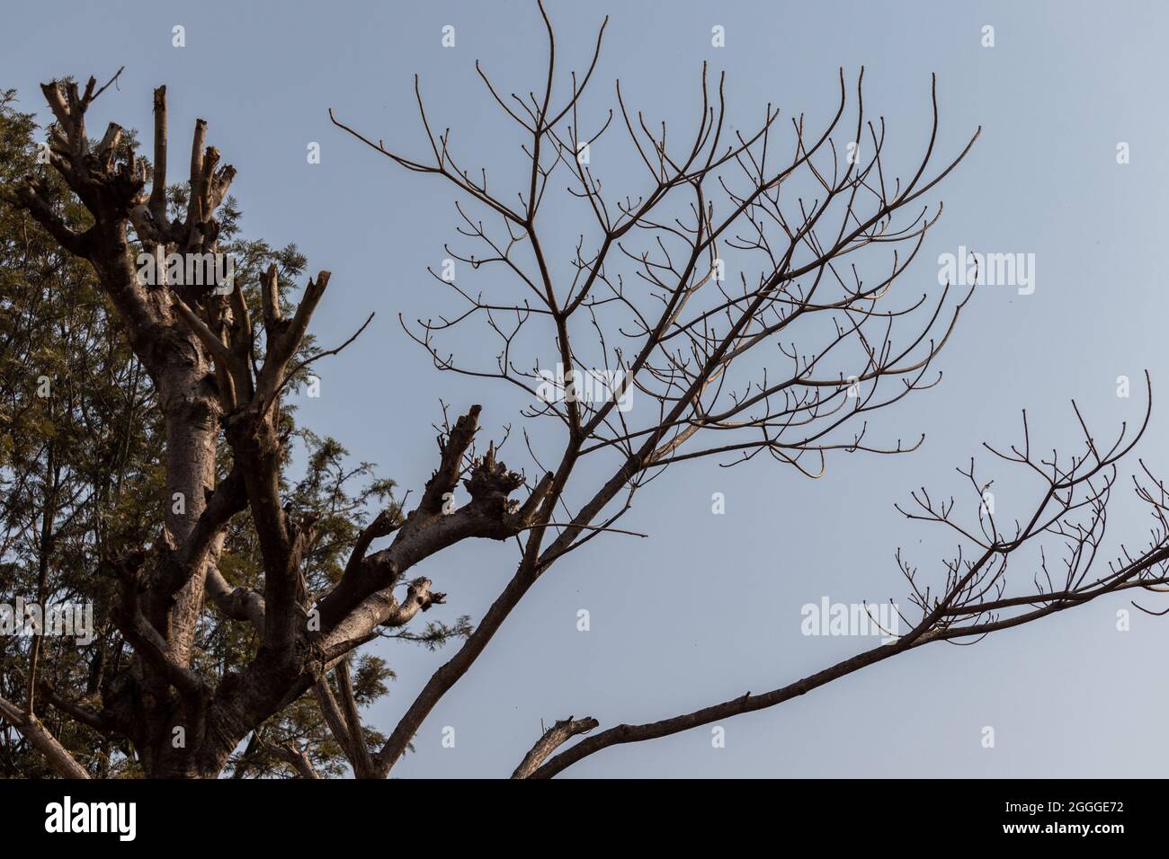 The branches of a tree without any leaves in the summer Stock Photo - Alamy