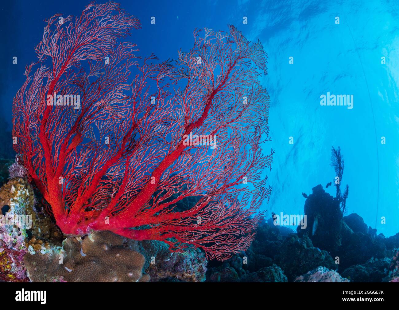 Red sea fan japan hi-res stock photography and images - Alamy