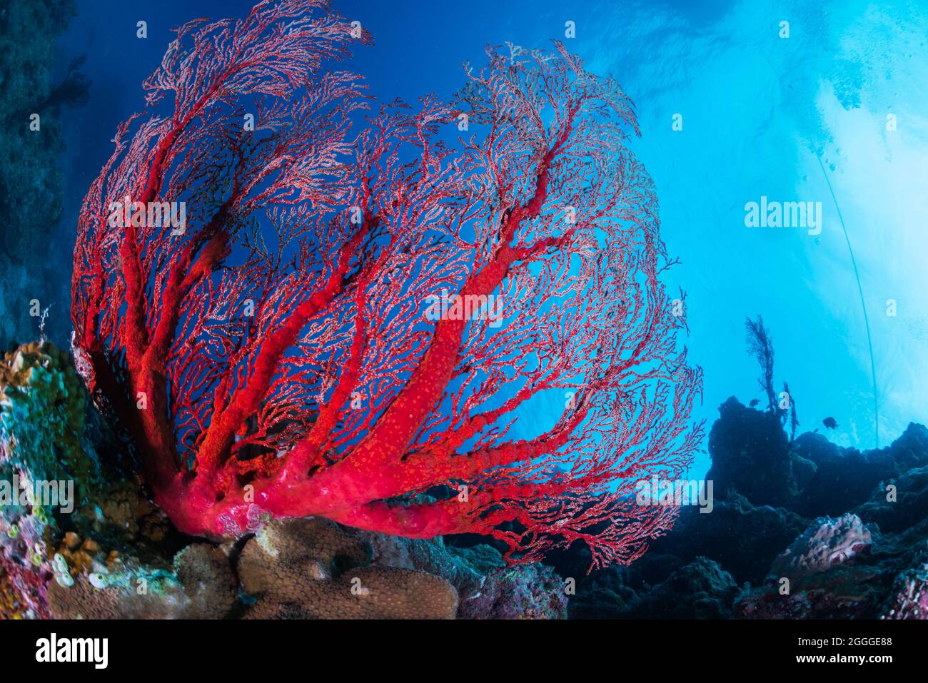 Beautiful sea fan coral hi-res stock photography and images - Alamy