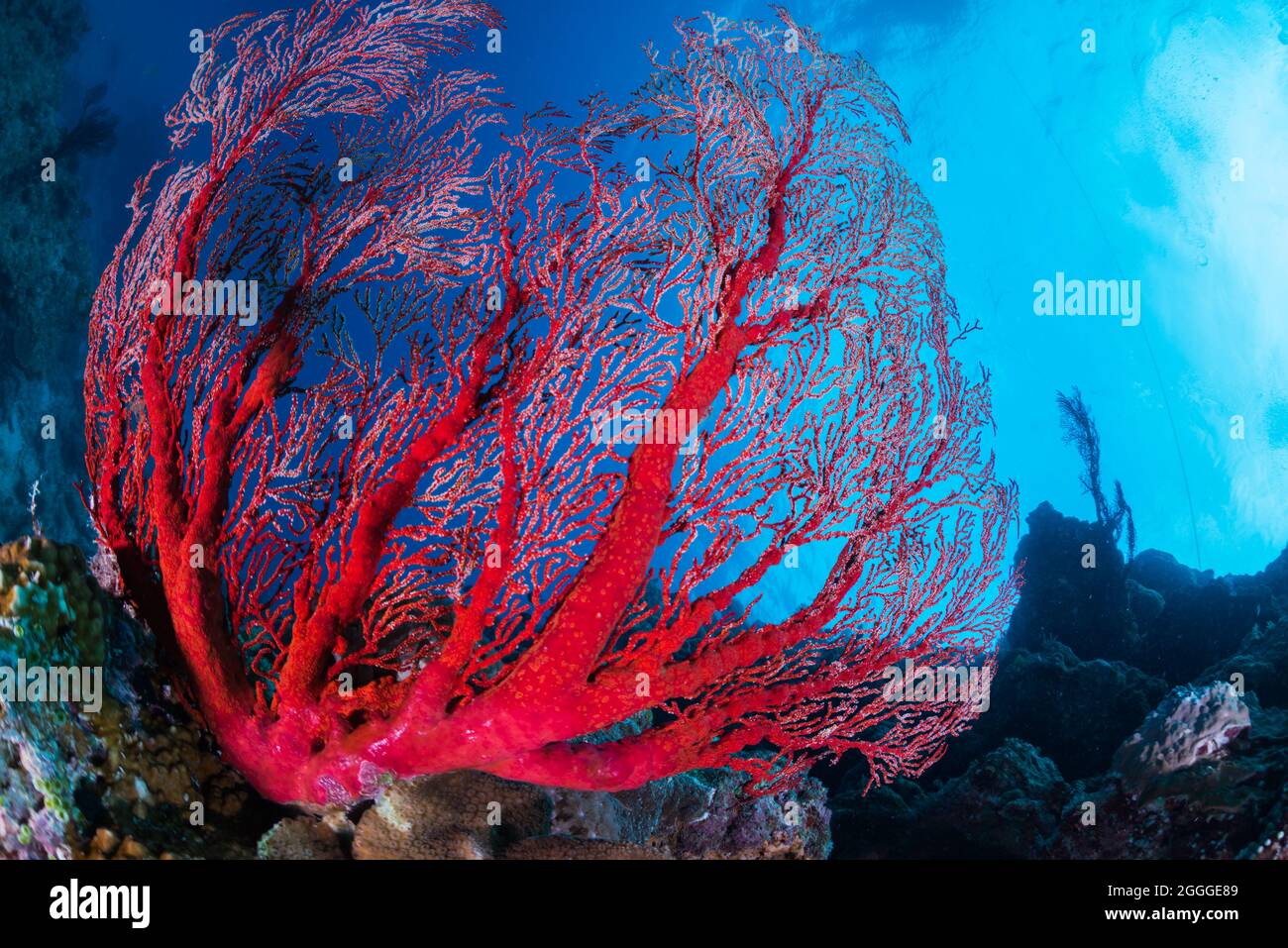 Beautiful sea fan coral hi-res stock photography and images - Alamy