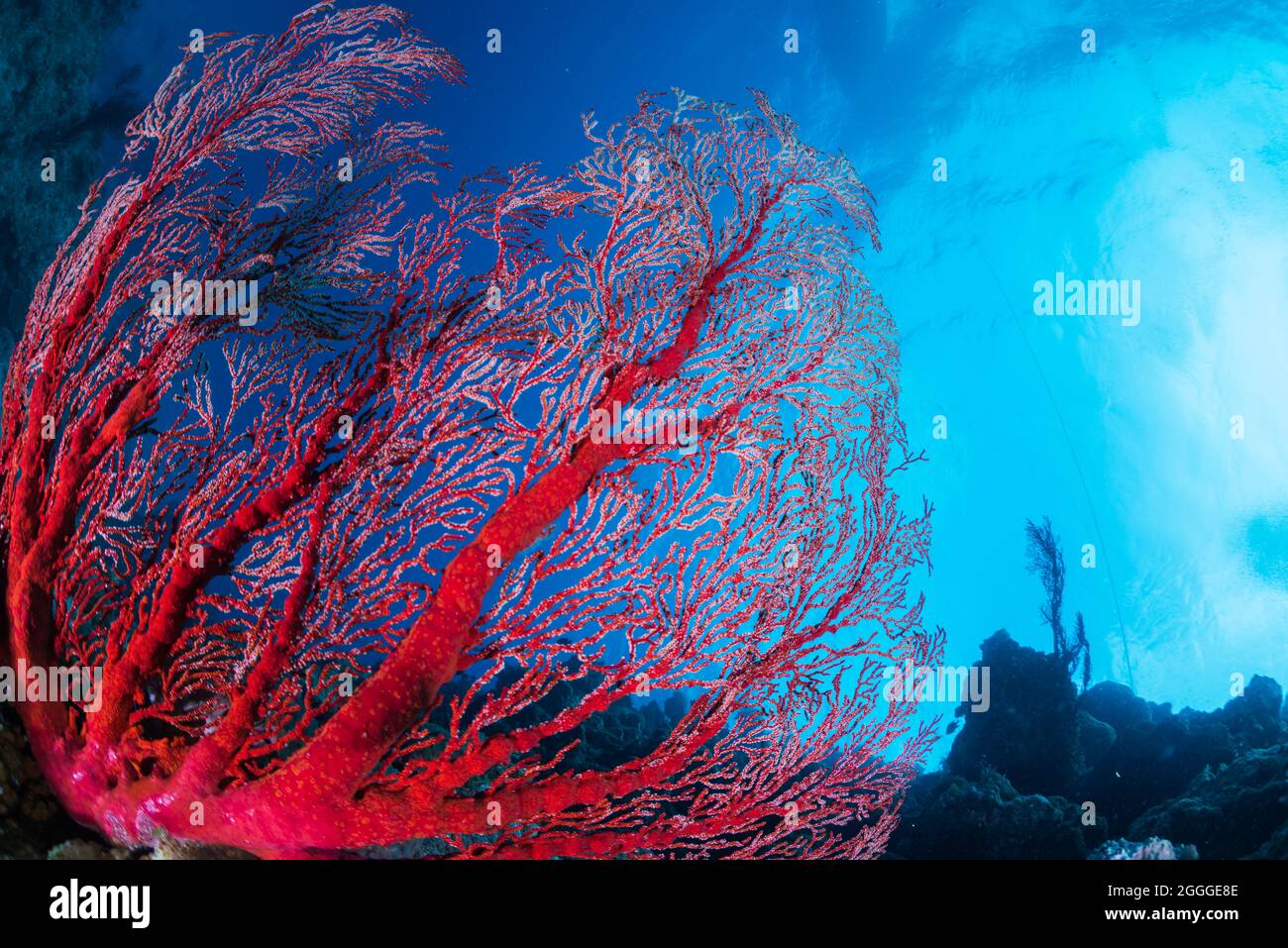 Beautiful sea fan coral hi-res stock photography and images - Alamy